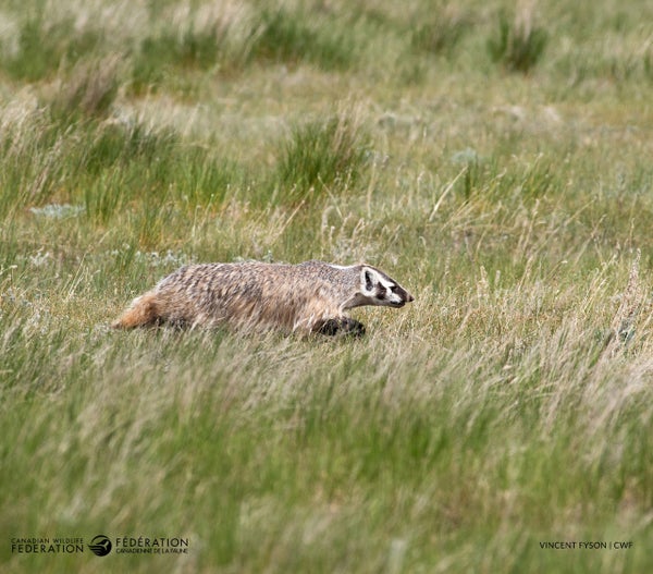 Fédération canadienne de la faune - Conserver les prairies indigènes du ...