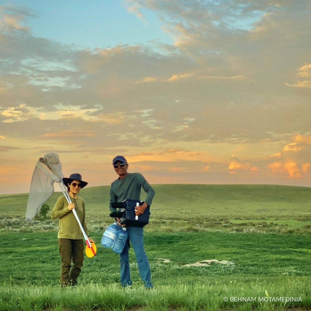 Canadian Wildlife Federation: Native Prairie Grassland Conservation