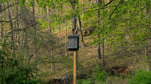 Canadian Wildlife Federation: Little Brown Bat