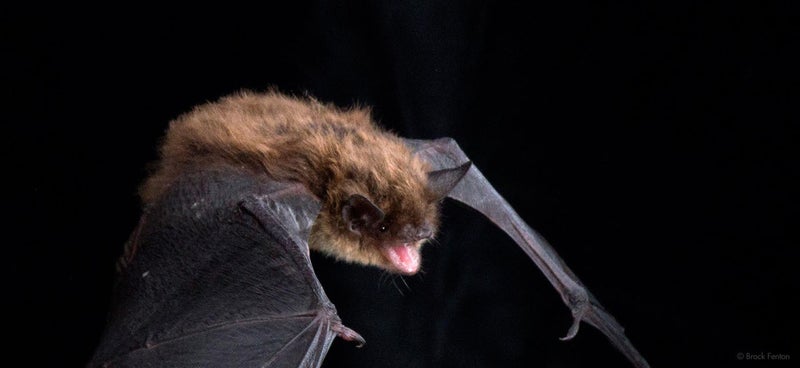 Canadian Wildlife Federation: Bat House in Your Backyard