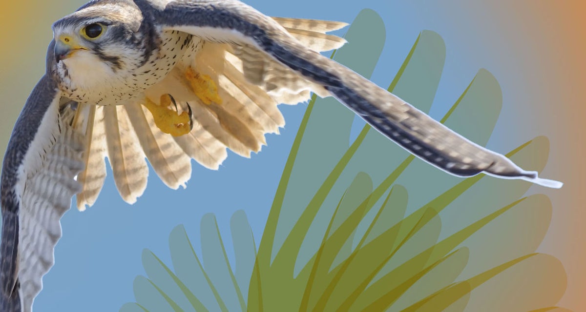 Canadian Wildlife Federation: Wild About Birds
