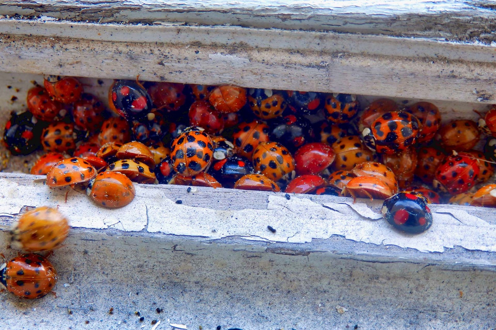 Canadian Wildlife Federation: How to Help Ladybugs