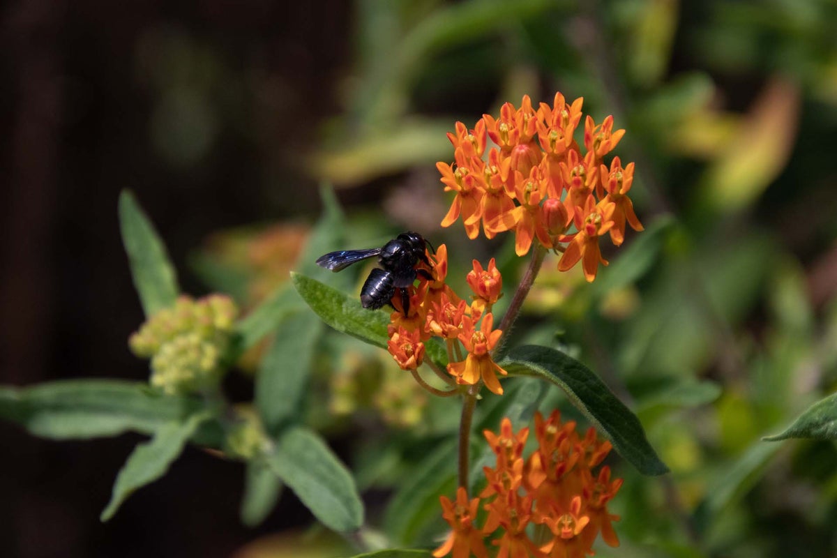 Canadian Wildlife Federation: Bees
