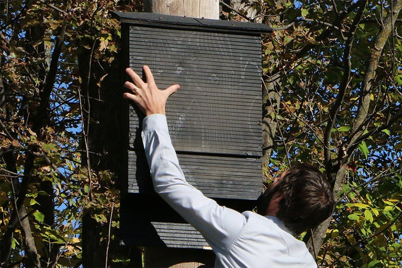 Canadian Wildlife Federation: Bat House in Your Backyard