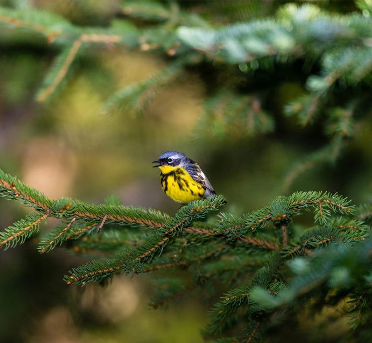 Canadian Wildlife Federation: Boreal Forest