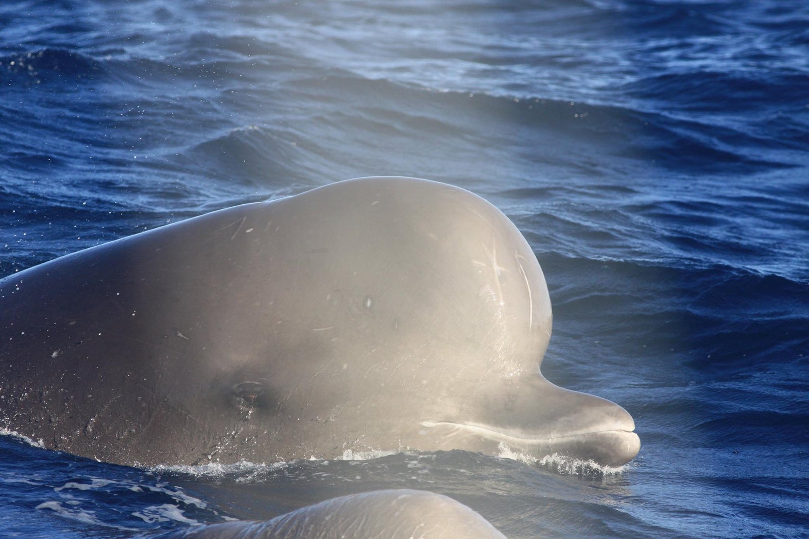 Canadian Wildlife Federation: Toothed Whales