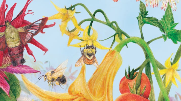 Canadian Wildlife Federation: Paper Wasp