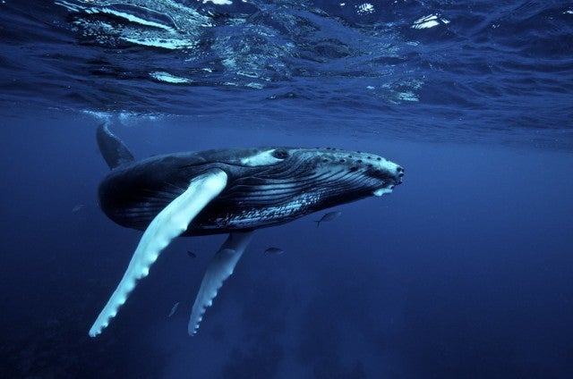 Canadian Wildlife Federation: Baleen Whales