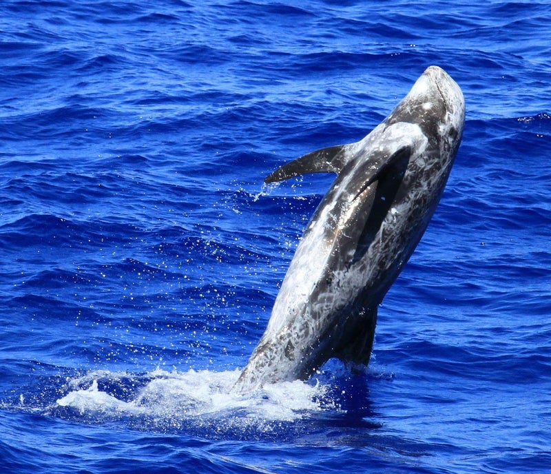Canadian Wildlife Federation: Dolphins