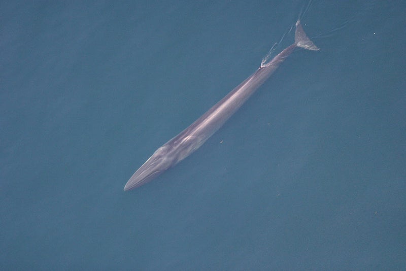 Canadian Wildlife Federation: Baleen Whales