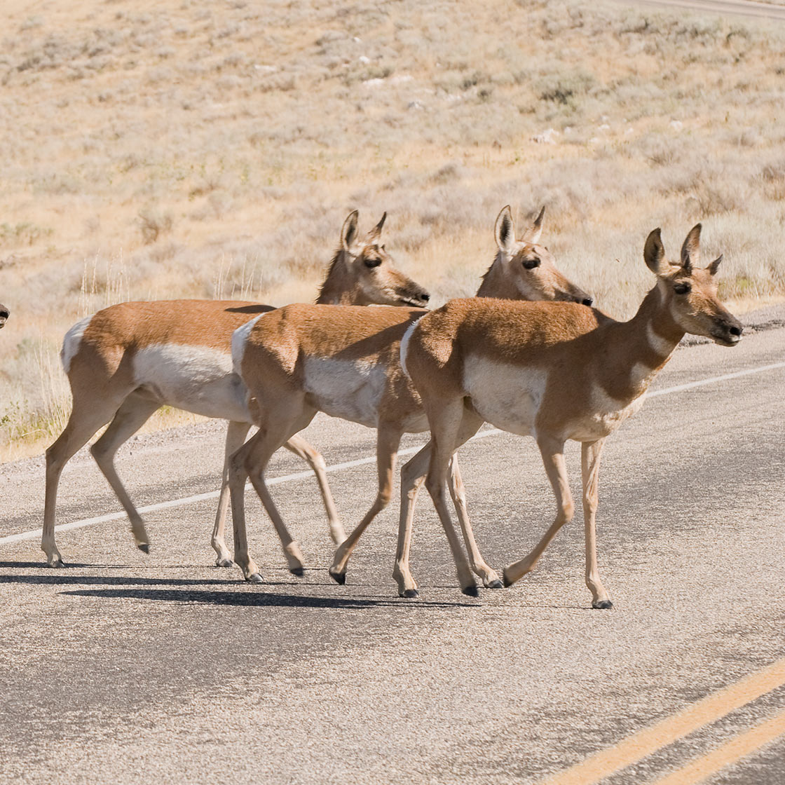 Canadian Wildlife Federation: Native Prairie Grassland Conservation