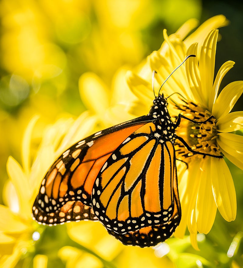 Canadian Wildlife Federation: Help the Monarchs