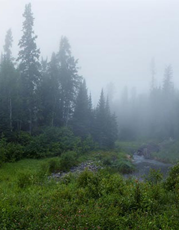 Canadian Wildlife Federation: Boreal Forest