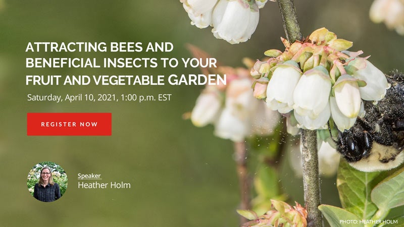 Canadian Wildlife Federation: Canada's Bees