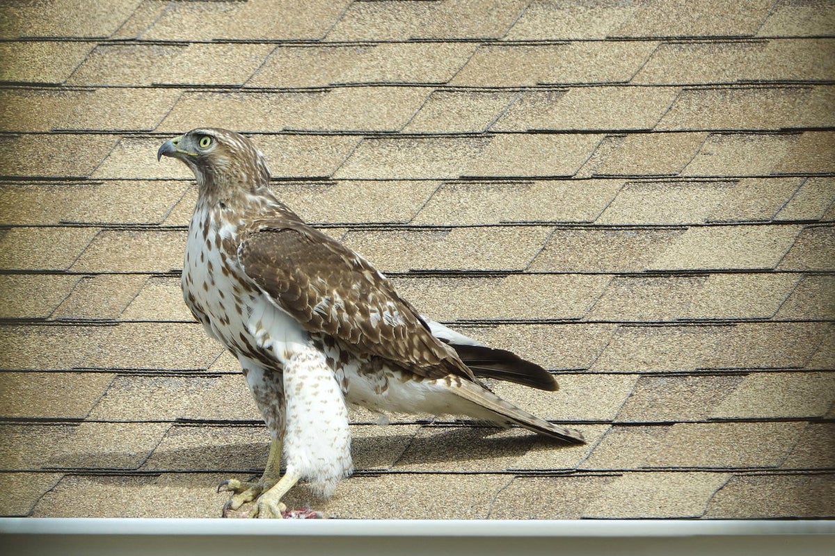 Fédération canadienne de la faune - Conserver les prairies indigènes du ...