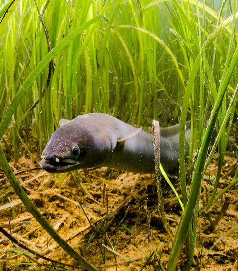 Fédération canadienne de la faune - Aidons l’anguille d’Amérique