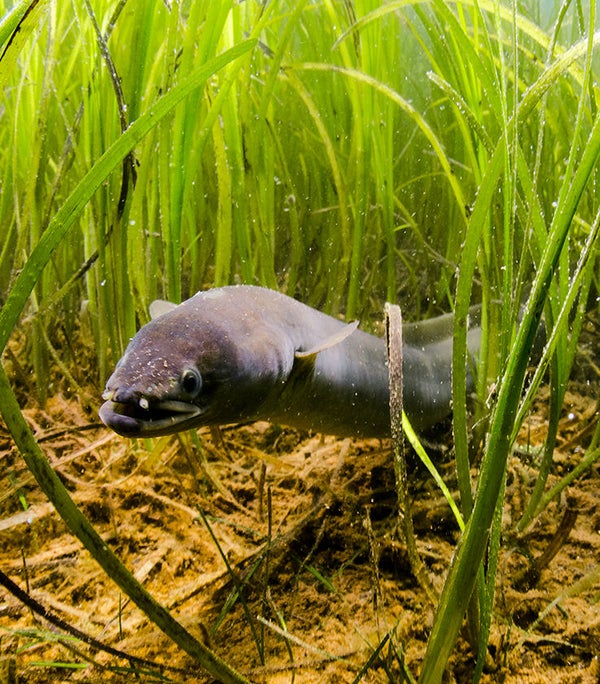 Fédération canadienne de la faune - Aidons l’anguille d’Amérique