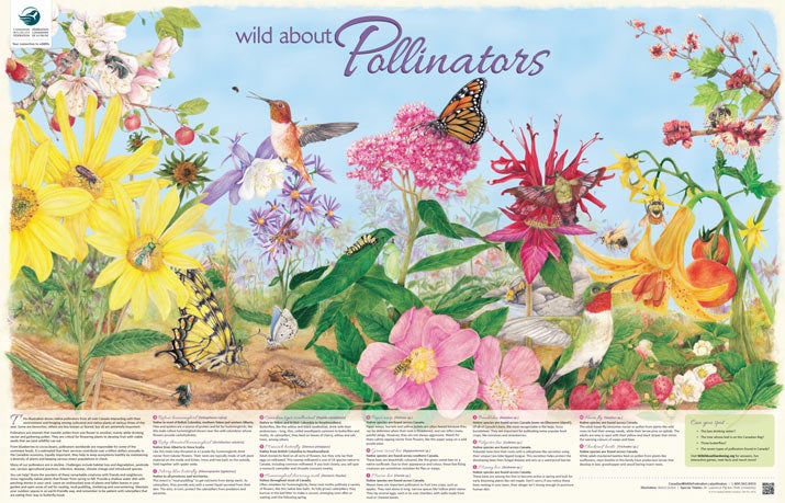 Canadian Wildlife Federation: Pollinators