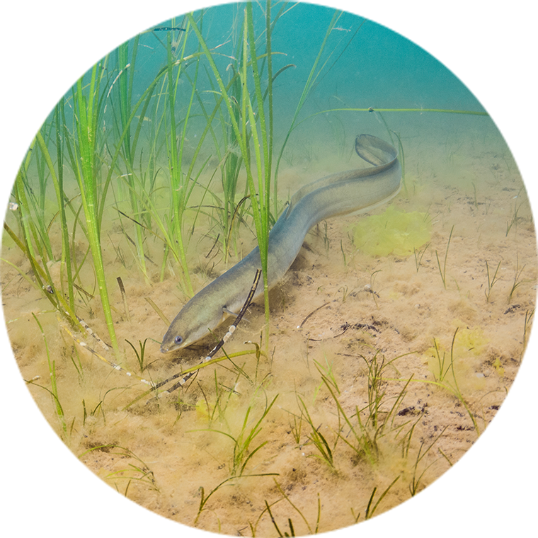 Canadian Wildlife Federation: Help the American Eels