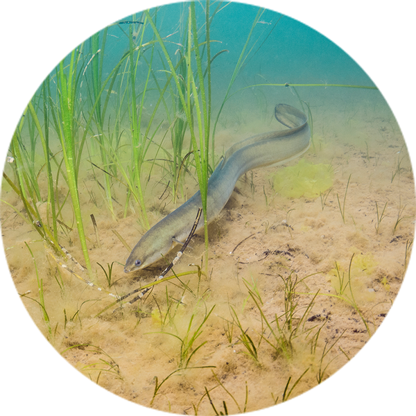 Canadian Wildlife Federation: Help the American Eels