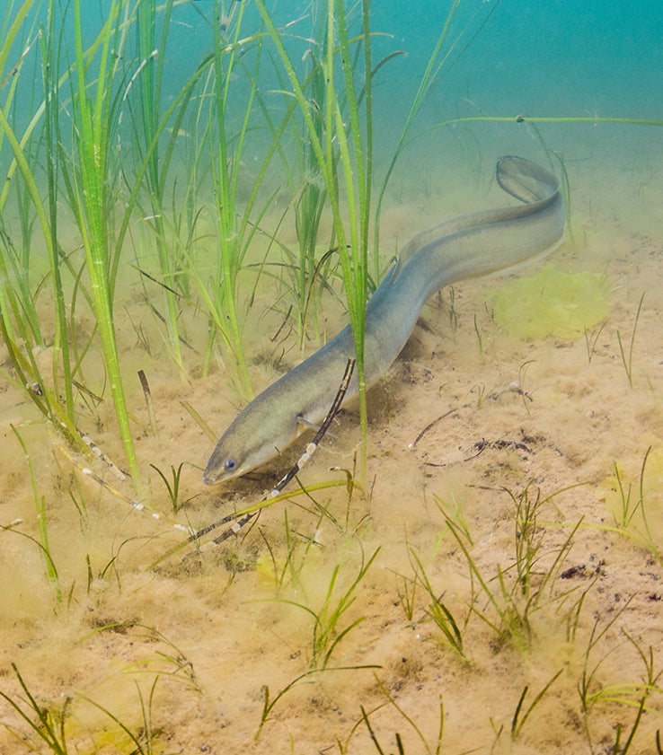 Canadian Wildlife Federation: Help the American Eels