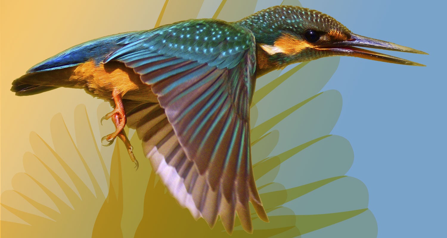 Canadian Wildlife Federation: Wild About Birds