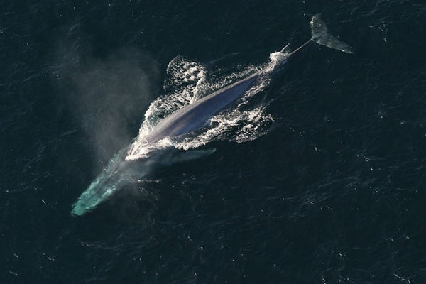 Fédération canadienne de la faune - Baleine à fanons