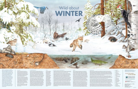 Canadian Wildlife Federation: Wildlife in Winter
