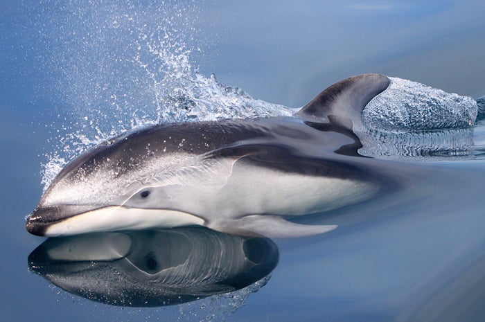 Canadian Wildlife Federation: Dolphins