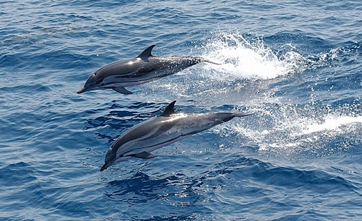 Canadian Wildlife Federation: Dolphins
