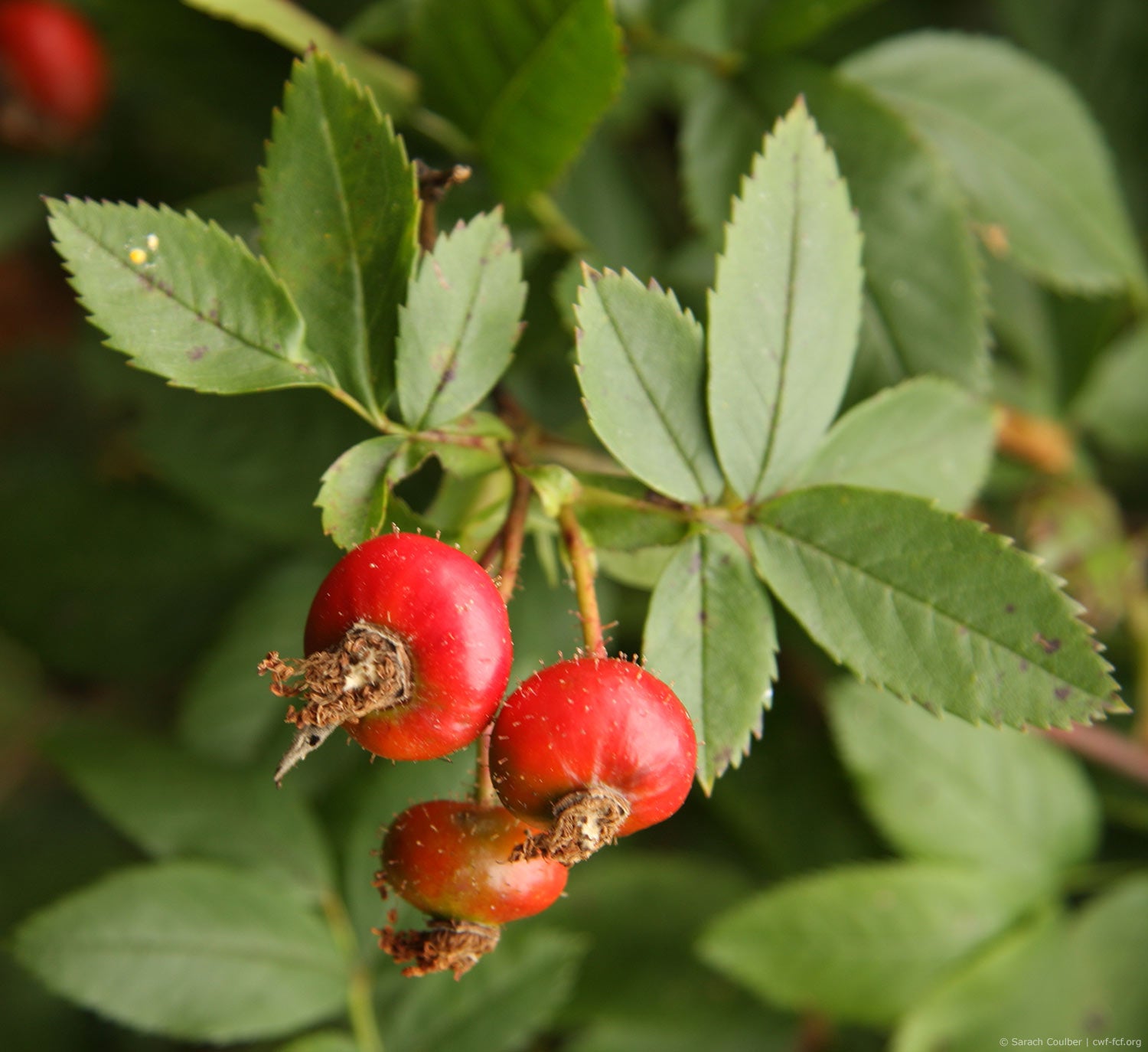 Canadian Wildlife Federation: Wild Roses