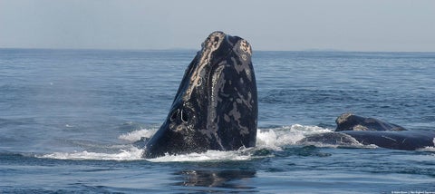 Canadian Wildlife Federation: Marine Animals in Canada