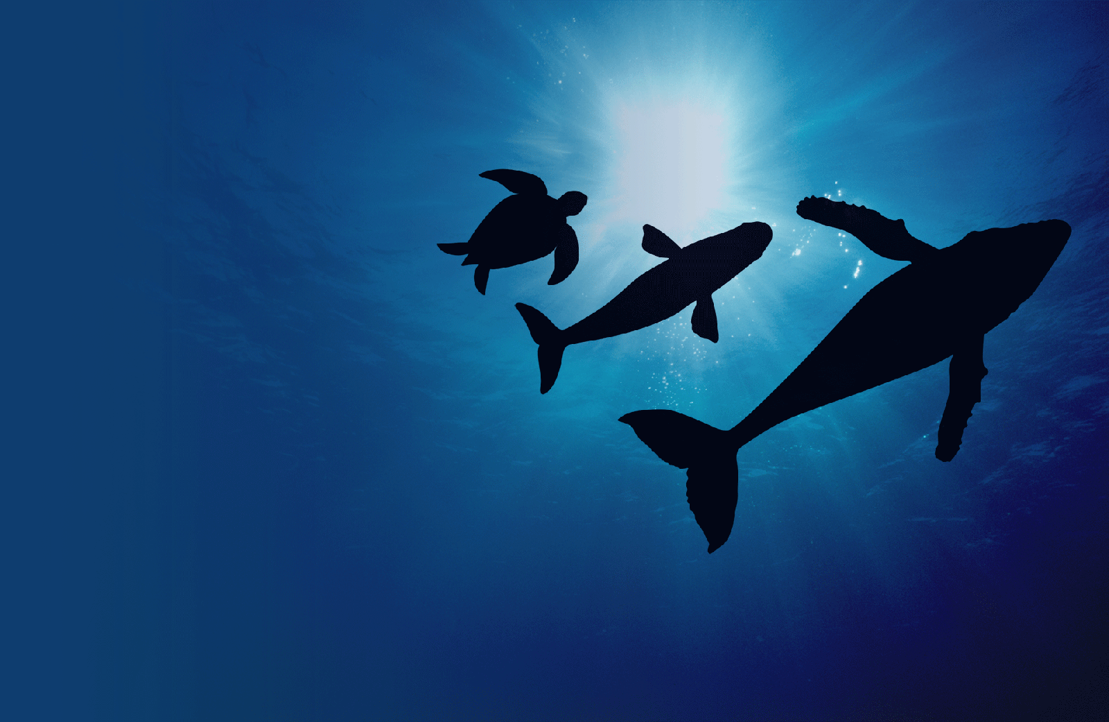 Canadian Wildlife Federation: Marine Animals in Canada