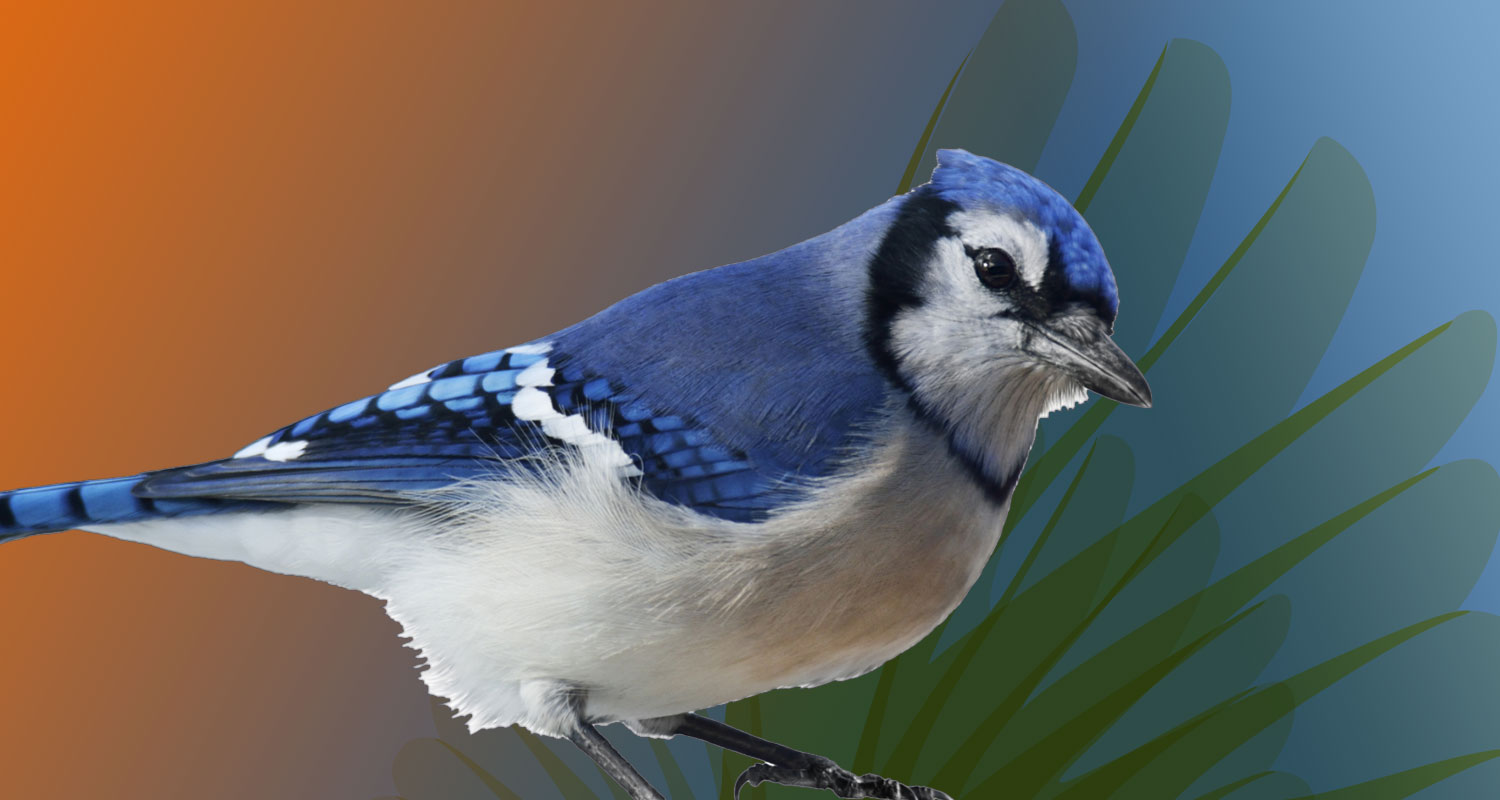 Fédération canadienne de la faune - Conservation des oiseaux du Canada