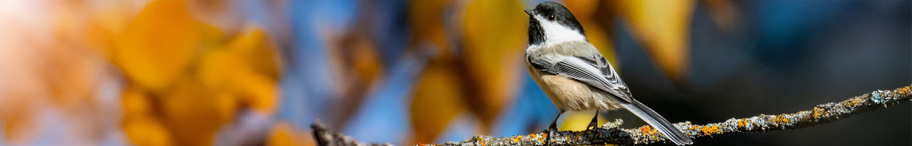 Canadian Wildlife Federation: Flicker in Snow
